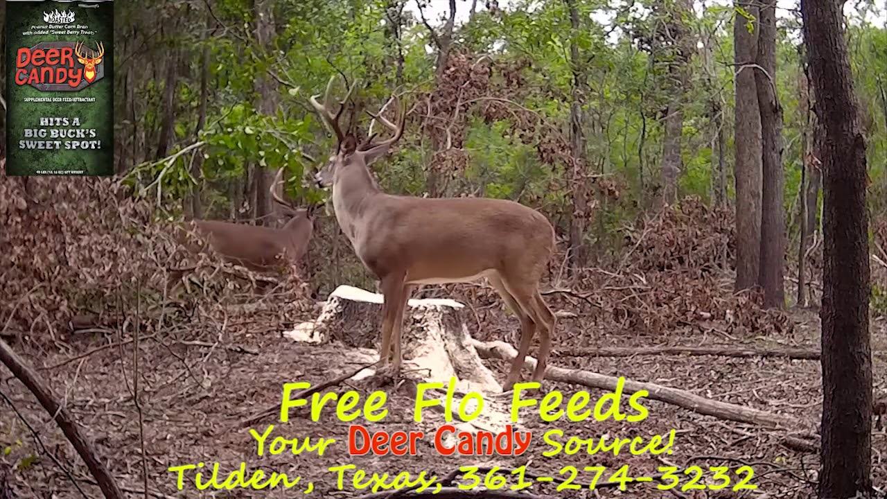 Free Flo Feeds Deer Candy Promo - YouTube