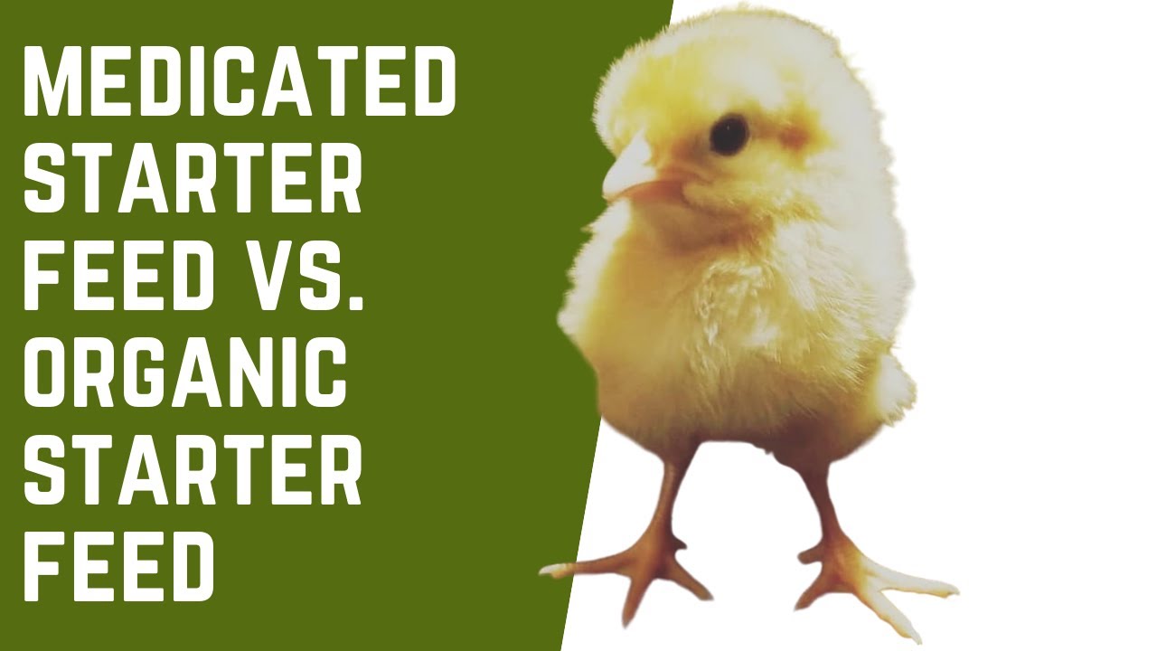 Chick starter feed - medicated or organic? - YouTube