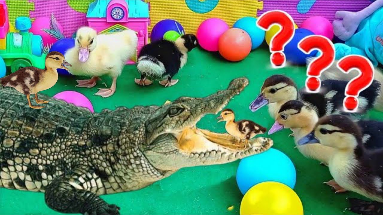 Cute Ducks want to be eaten by crocodiles | Funny duck Part-82 - YouTube