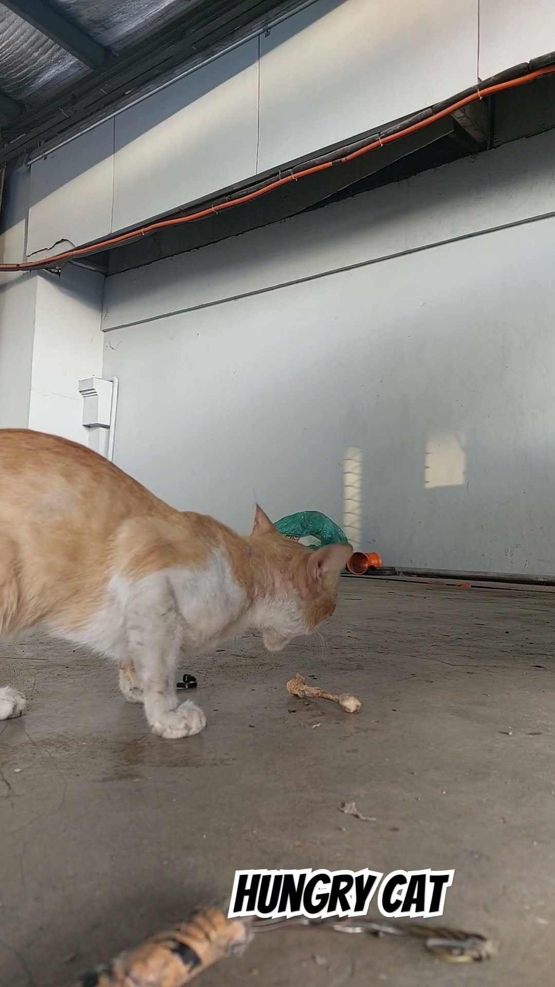 not my cat, a stray cat. no cat food available, just chicken bones, he ...