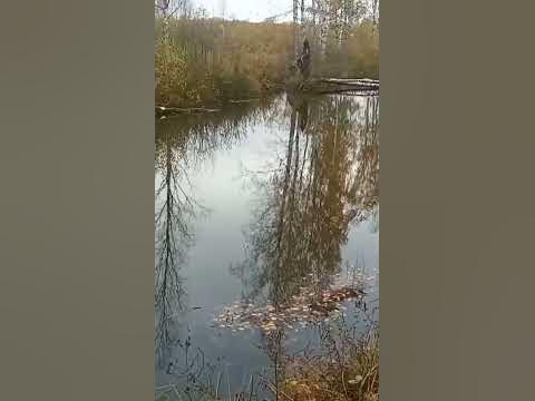 тихая водная гладь - YouTube