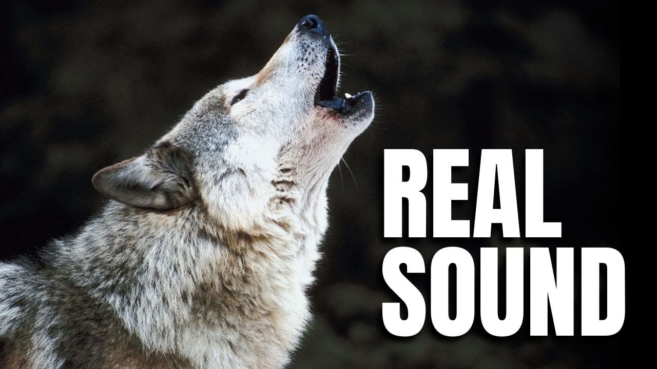 Wolf Sound Effect | Wild Animal Sounds - YouTube