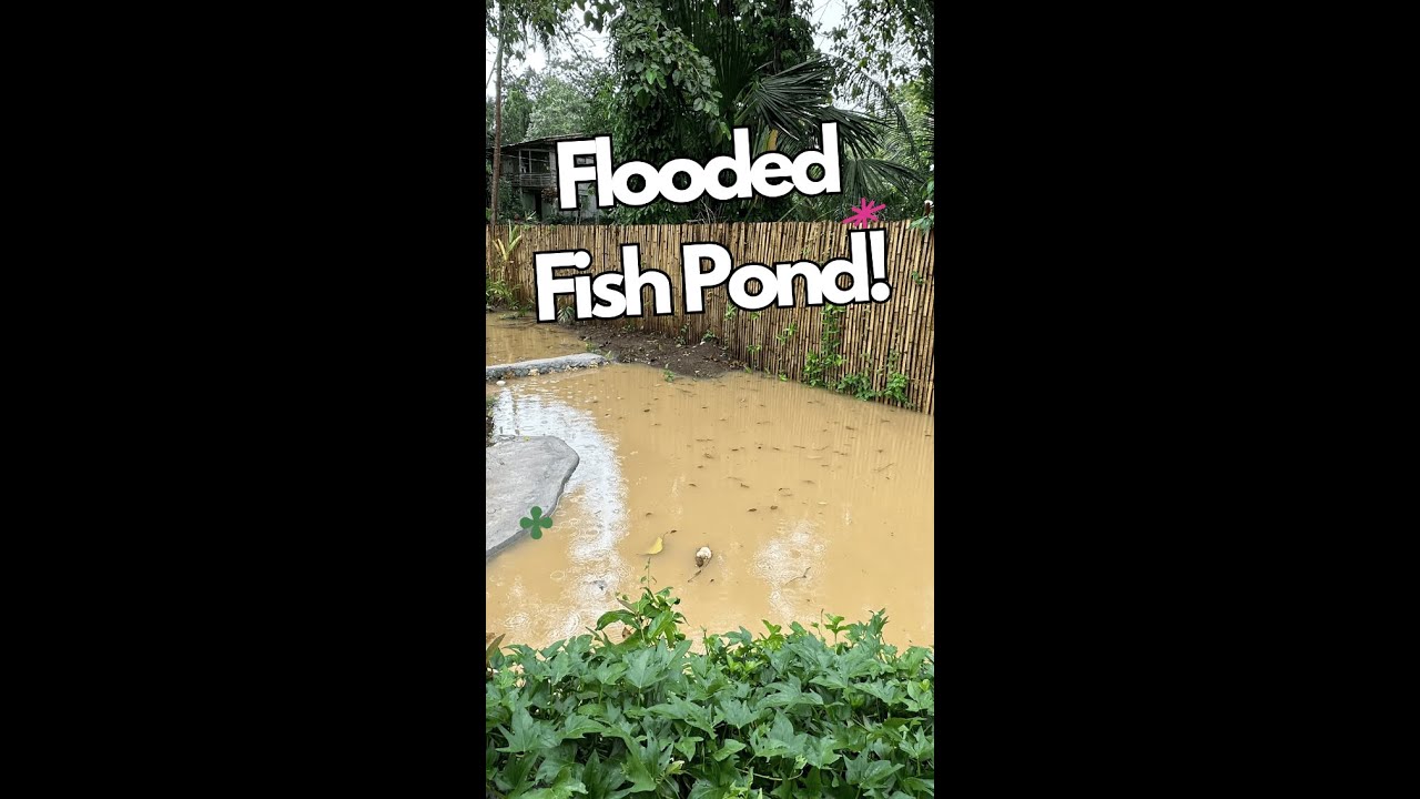 Flooded Fish Ponds: What Happened? - YouTube