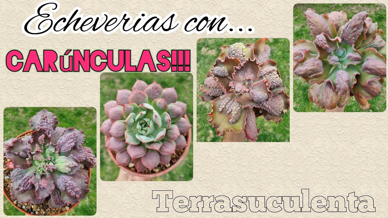 Echeverias con carunculas les mostramos algunas con sus nombres # ...