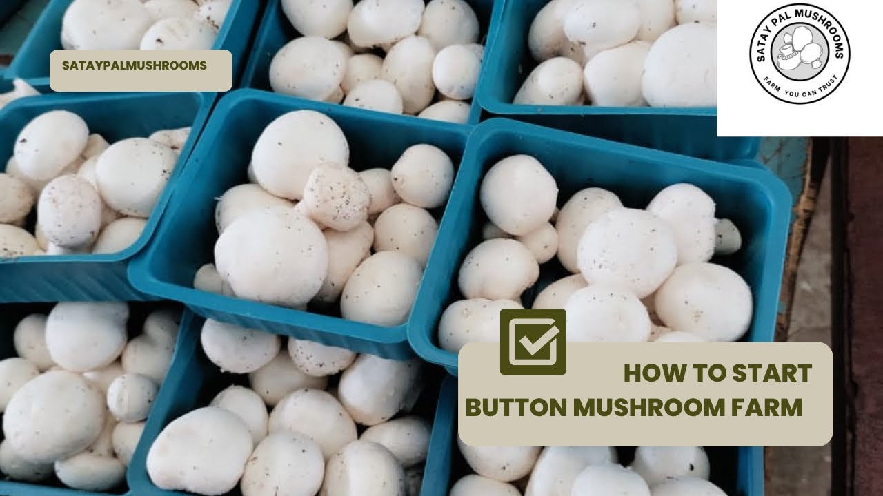 Hi-Tech Growing room for button mushroom cultivation in low cost # ...