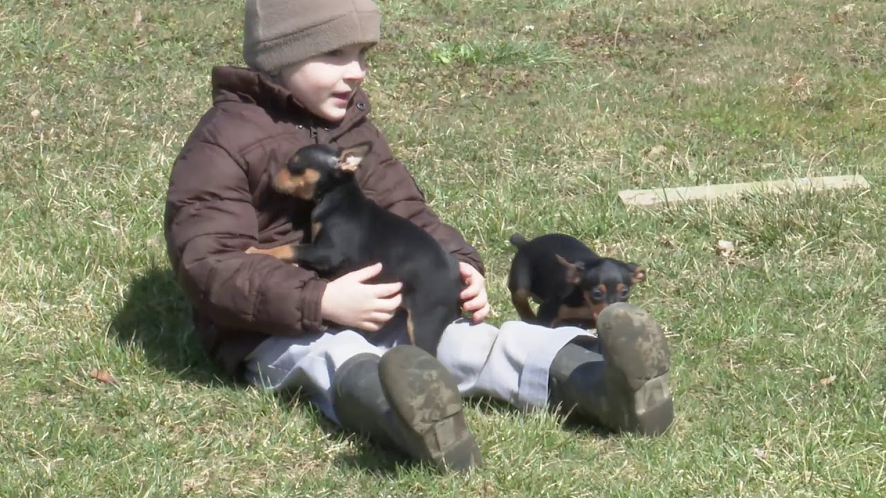 Joseph Raber's Miniature Pinscher Pups - YouTube