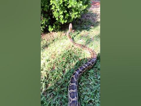 BURMESE Python handling tips #snake #burmesepython - YouTube