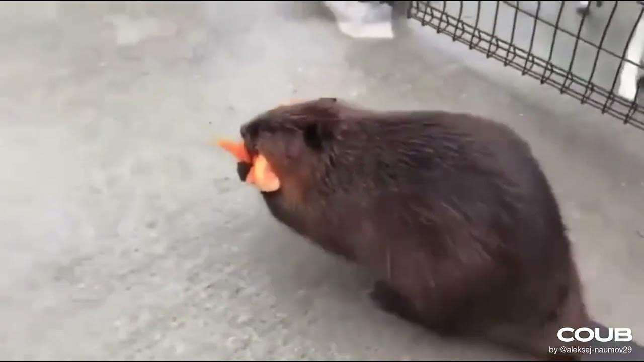 bobr curva - YouTube