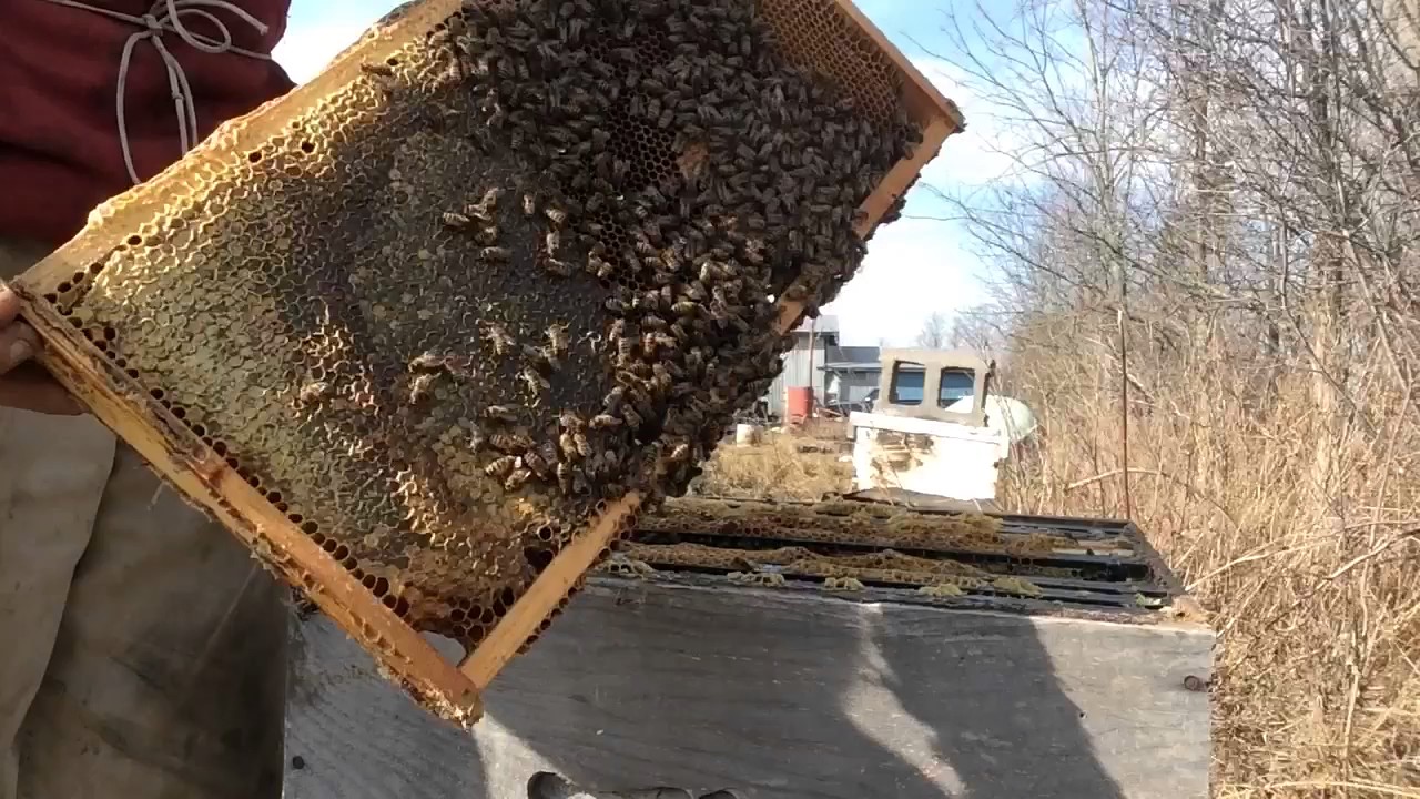 Checking the bee hives 2 24 2017 - YouTube
