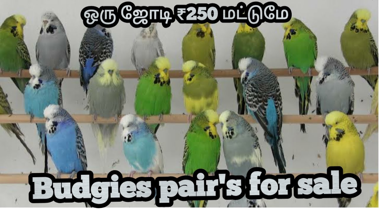 budgies-African love birds -Sun Connor chick for sale - YouTube