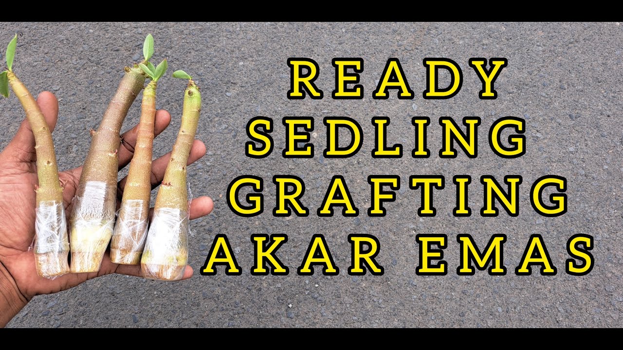 READY SEDLING ROCKET GRAFTING AKAR EMAS.. - YouTube