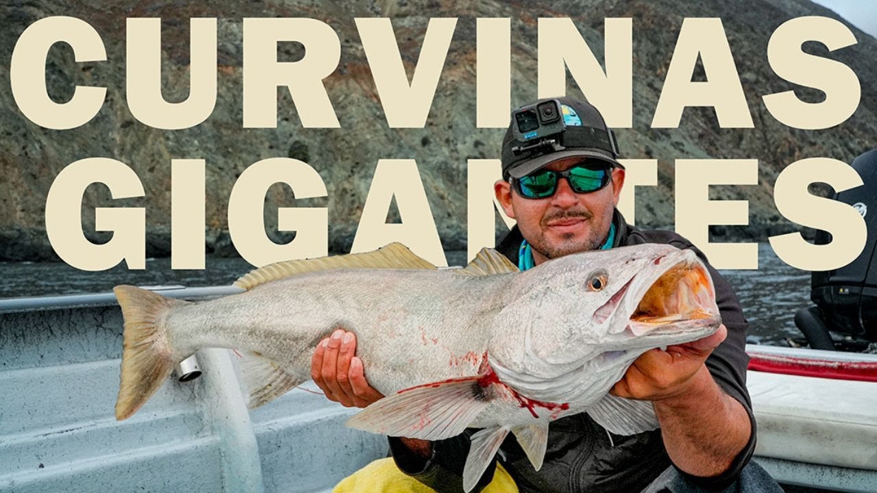 TUVIMOS INCREIBLE PESCA DE CURVINA CON CALAMAR ARTIFICIAL NOMAD - YouTube