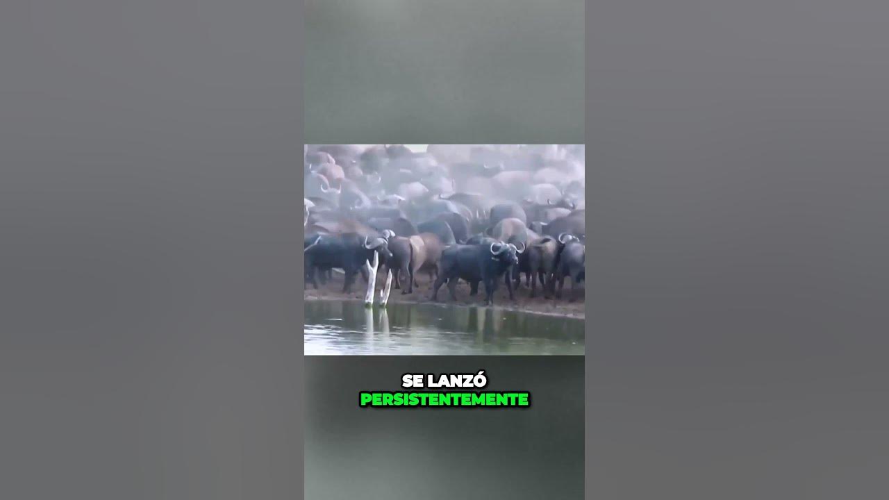 LA VALIENTE MANADA DE BUFALOS DEFIENDE A SU CRIA CONTRA EL IMPLACABLE LEOPARDO - YouTube