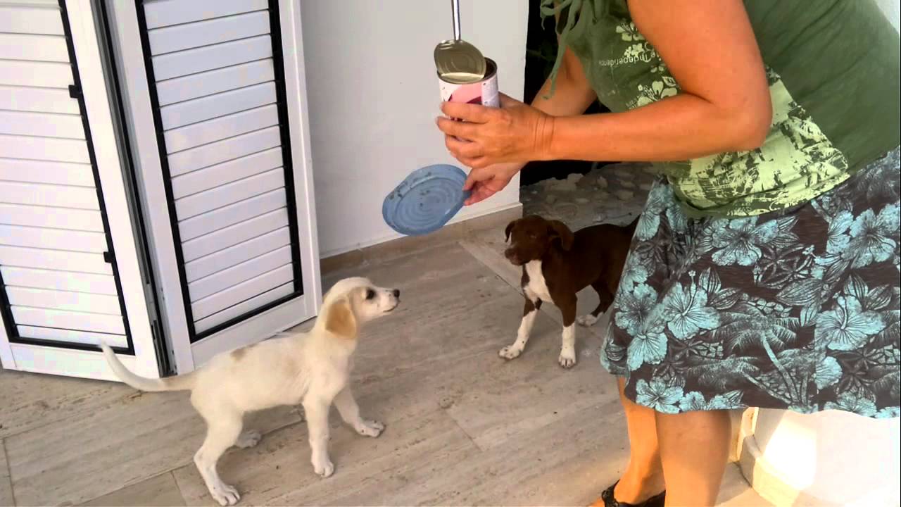 North Cyprus Dogs of the Mediterranean - YouTube