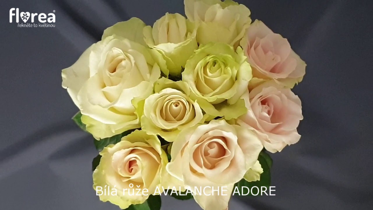 Bílá růže AVALANCHE ADORE - Florea.cz - YouTube