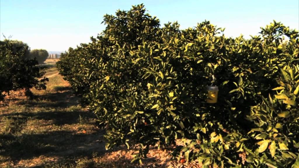 Nuclear Technology for Better Fruit - YouTube