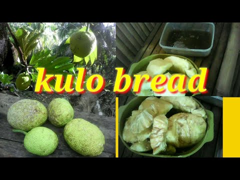Bread of the jungle "KULO" - YouTube
