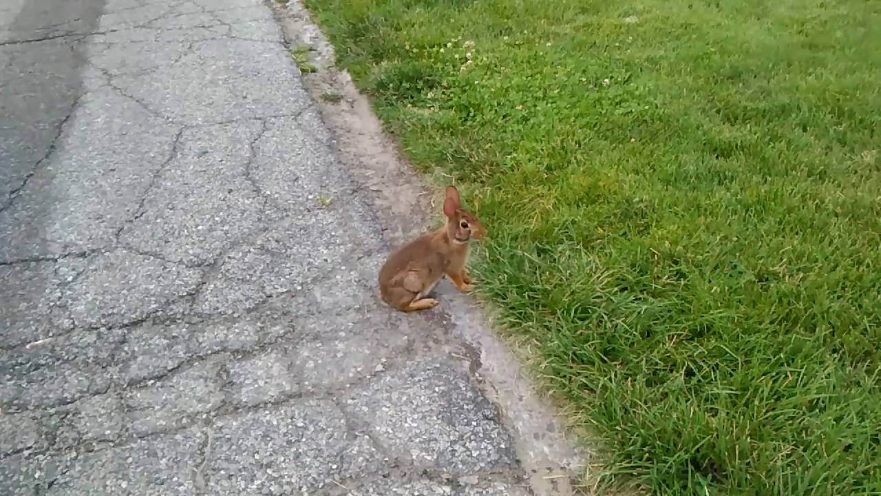New York City up-close - a rabbit in a garden in the Bronx - YouTube
