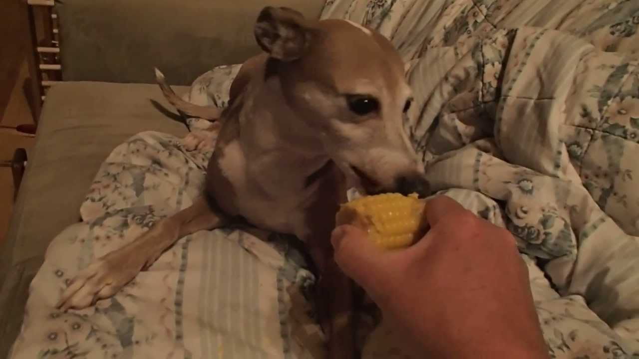 Emma the Italian Greyhound Eating Corn On the Cob! - YouTube