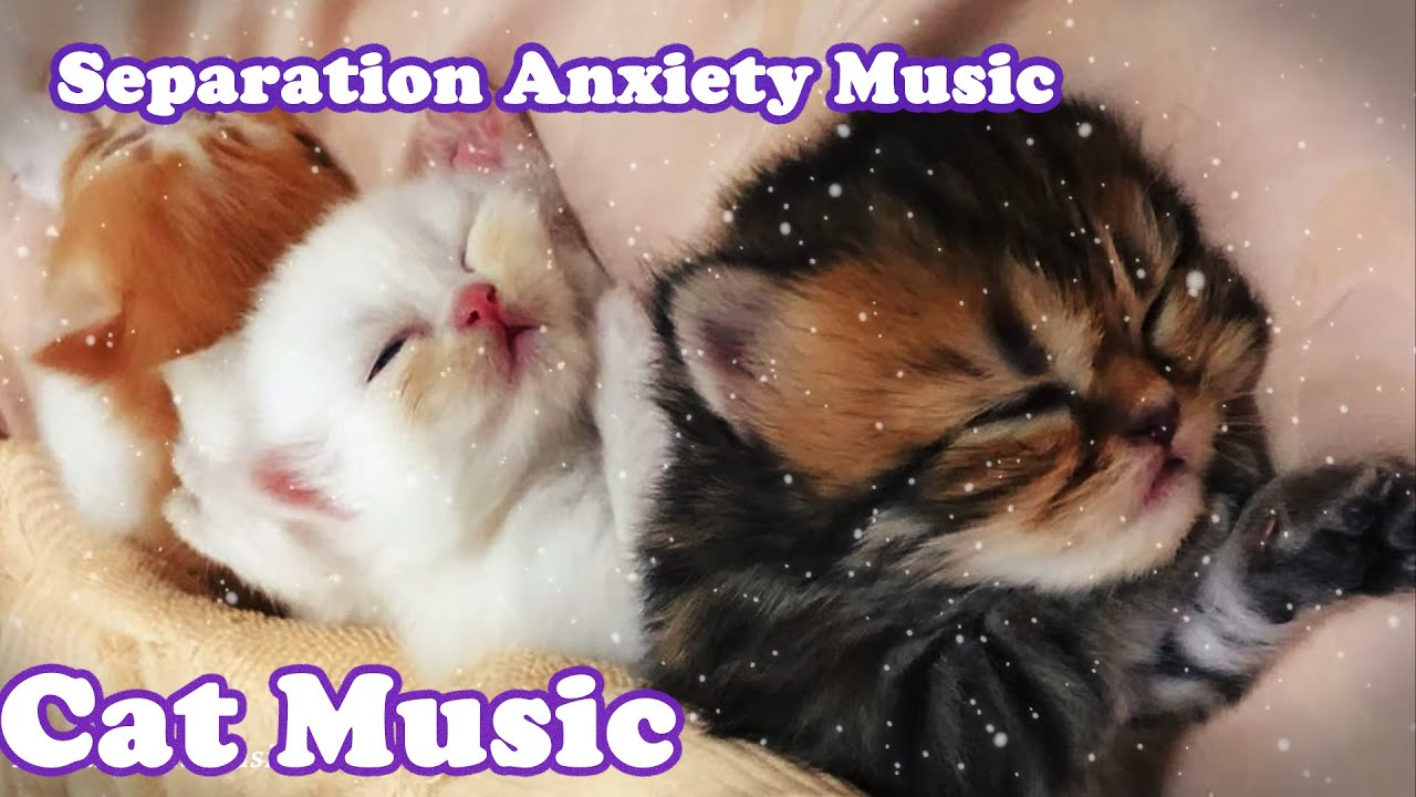 CAT MUSIC - 🐱💤 RELAXING MUSIC FOR CAT AND KITTEN 3 HOURS - YouTube