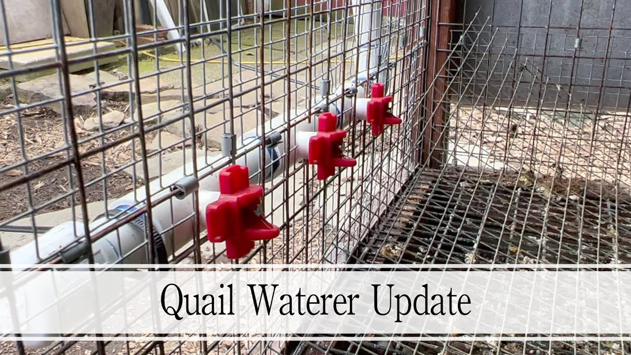 Quail Waterer Update | How It's Working - YouTube