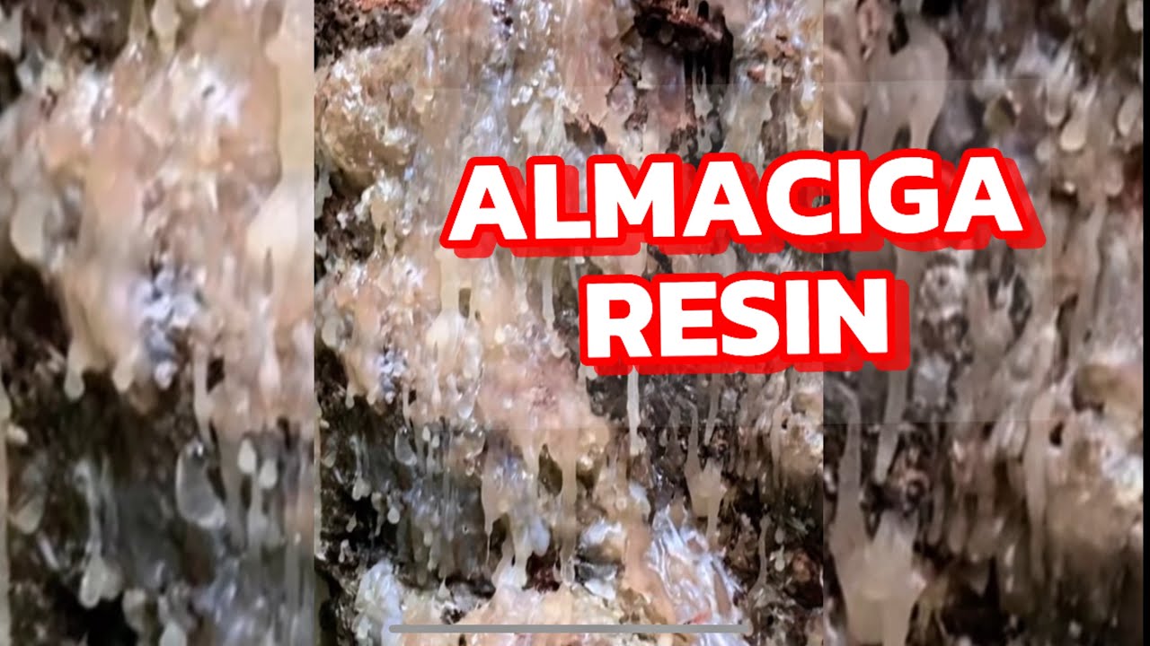 Almaciga resin harvested from Agathis philippinensis tree - YouTube