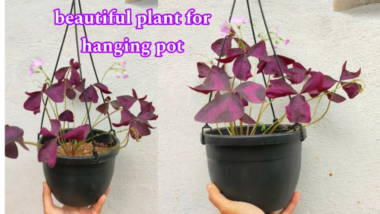 hanging pot ನಲ್ಲಿ oxalis ಗಿಡ ಬೆಳೆಸಿದ್ದೇನೆ - YouTube