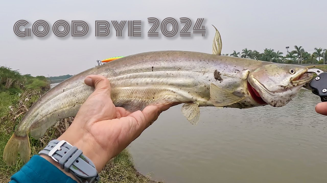 Wallago Fish Catching | Ultralight fishing | how to catch wallago atto ...