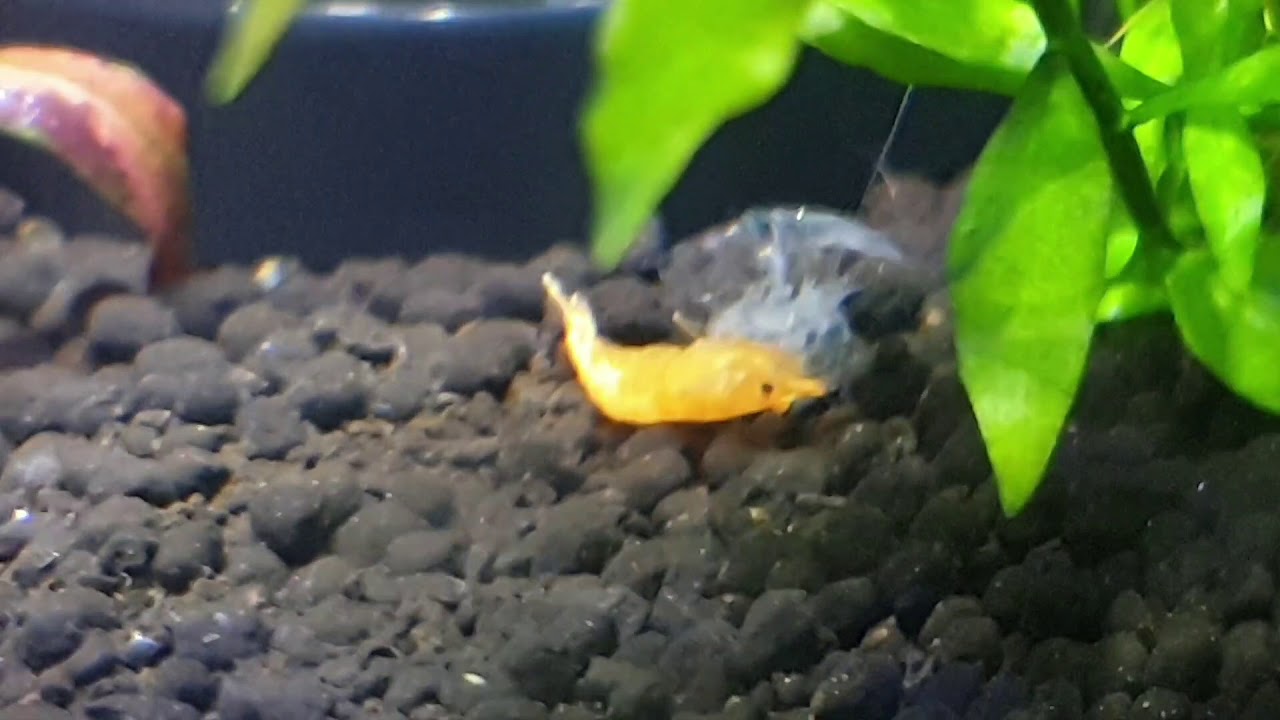 Molting issues with neocaridina - YouTube