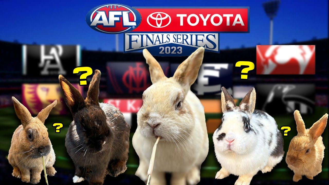 RABBITS PREDICT 2023 AFL FINALS SERIES!! - YouTube