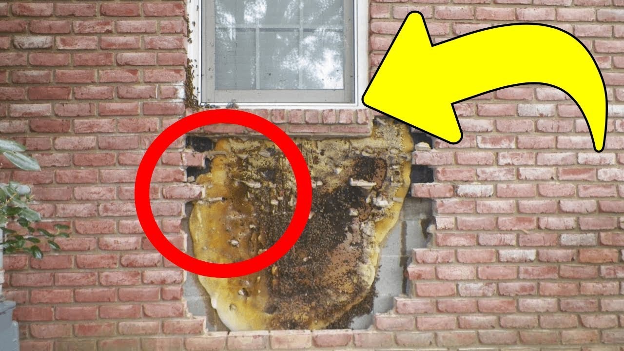 After Hearing Noises Behind A Wall, A Family Discovered Something ...