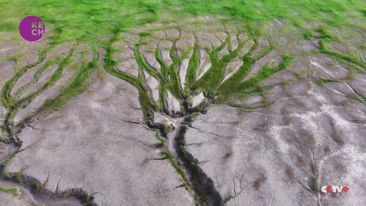 Tree-shaped tidal flats awe visitors to east China's Qiantang River ...