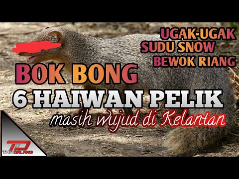 Apa Itu "BOK BONG" ? - YouTube