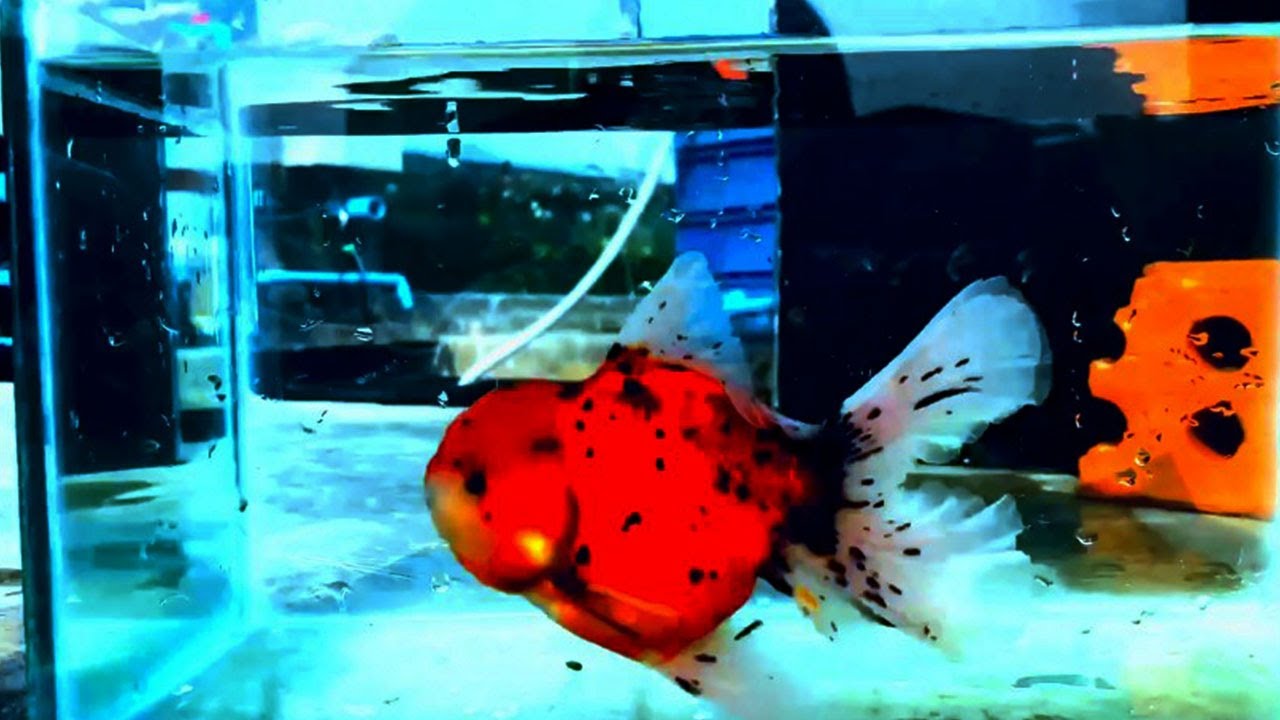 White Red Oranda Goldfish - Three Tails Goldfish #4 - YouTube