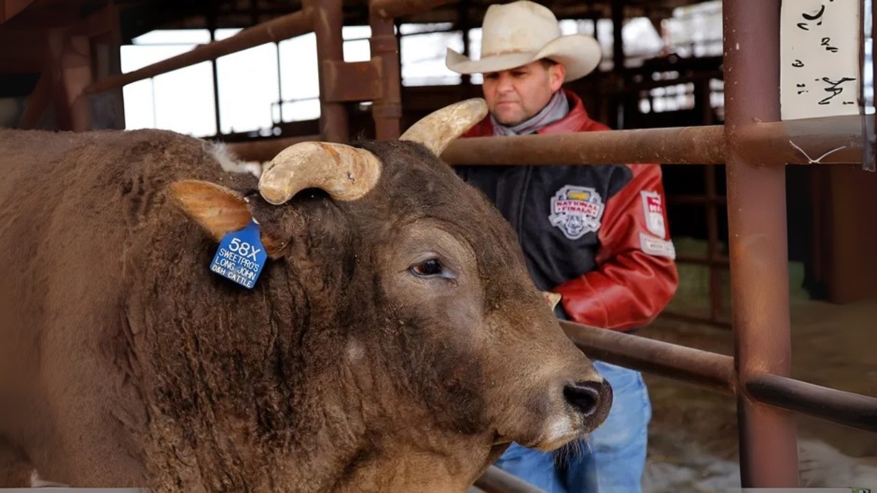 Meet the Million Dollar Rodeo Bull Company D&H Cattle Co. - YouTube