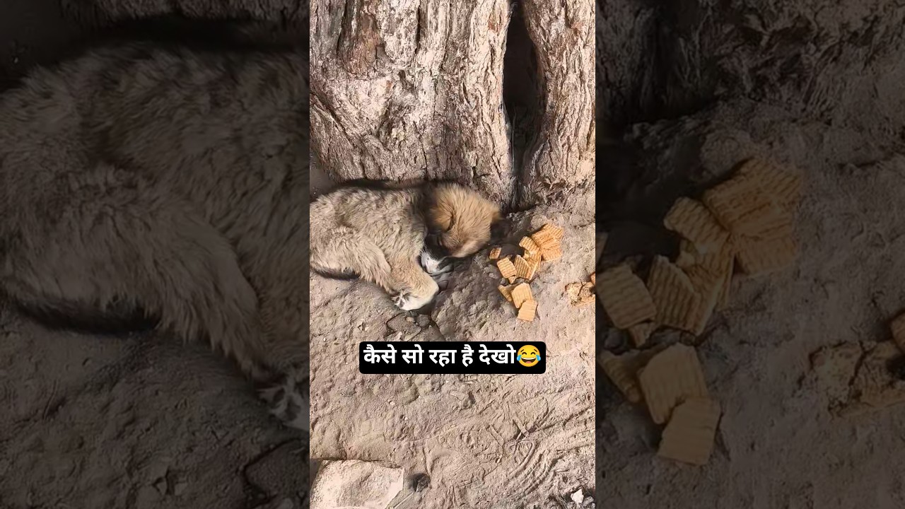 A cute and hungry puppy is sleeping under a tree.” 🐶🌳 #cutepuppy #vlog ...