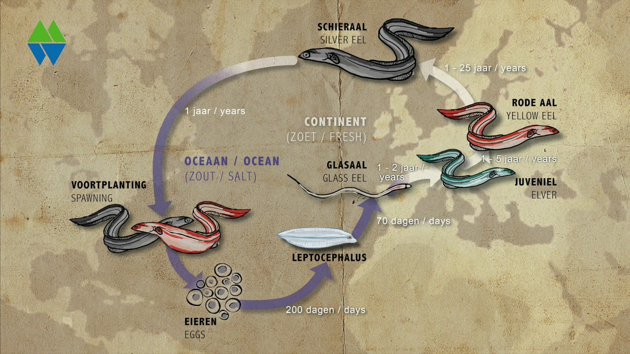 Monitoring van glasaal met ELFI - YouTube