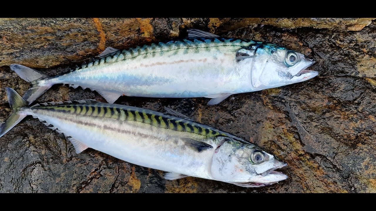 Fish'in Bodø, Norway - two makrell for cook! - YouTube