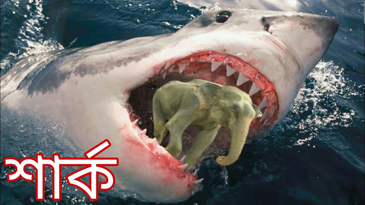 সাগরের সবথেকে ভয়ঙ্কর প্রাণী হাঙ্গর(shurk)Must Dangerous ocean ...