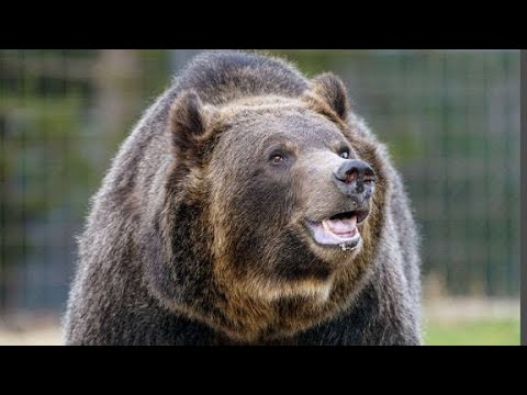 Grizzly bear mauls Montana hunter in Custer Gallatin National Forest ...