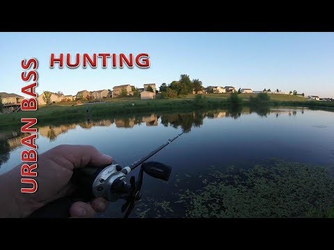 Urban Bass Hunting: Fishing in Back Yards??? - YouTube