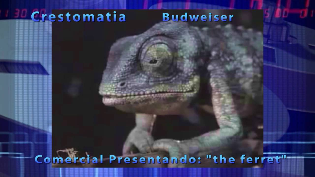 Comercial Budweiser Presentando "the ferret" - YouTube