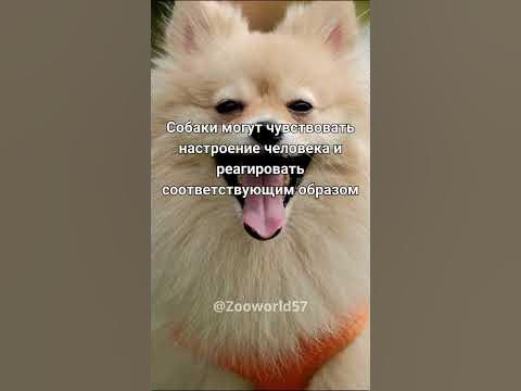 Интересные факты про собак. Часть 4 - YouTube