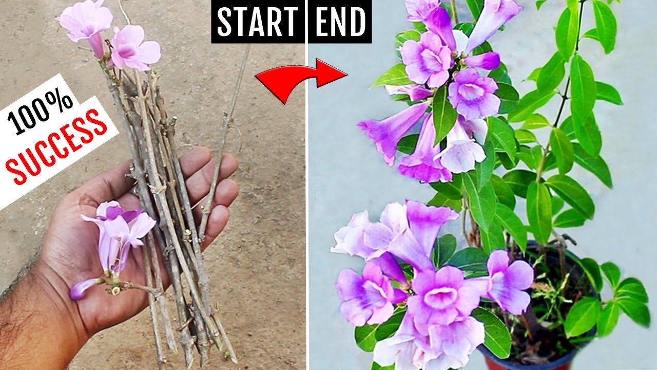SUPER EASY Method To Grow Garlic Creeper From Cutting - YouTube