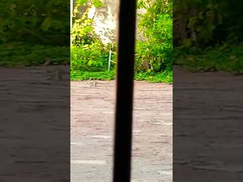 cute squirrel #instagram #tiktok #status #funny #facebook #foryou