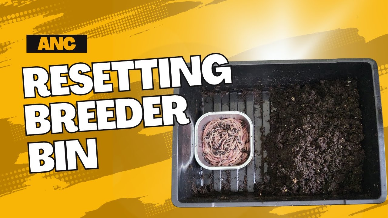 Cocoons Galore! African Night Crawlers Breeding Bin - YouTube