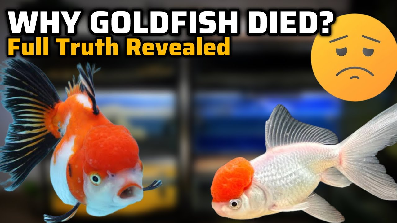 Why Did My Goldfish Die? 💔 Full Truth Revealed - Imran's World - YouTube