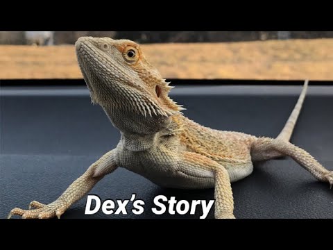 My Sad Bearded Dragon - YouTube