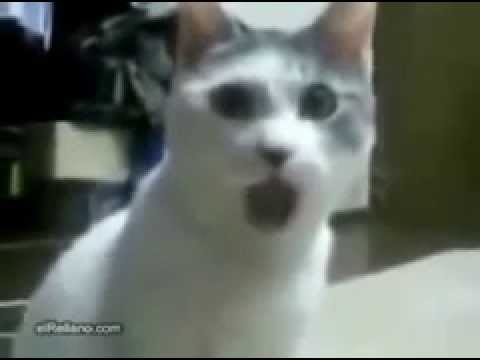 Gato impresionado - YouTube