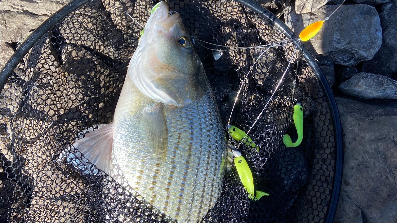 BIG Hybrid Striped Bass | Oologah Lake Dam | A Rig | Part 2 - YouTube